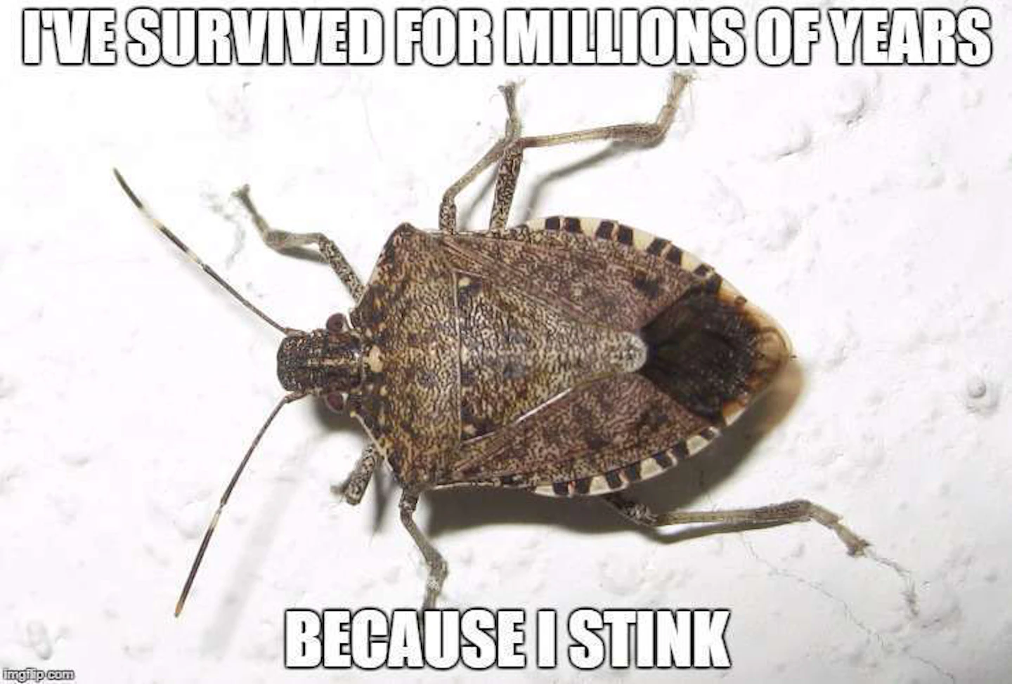 Death to the stink bugs | Overdrive